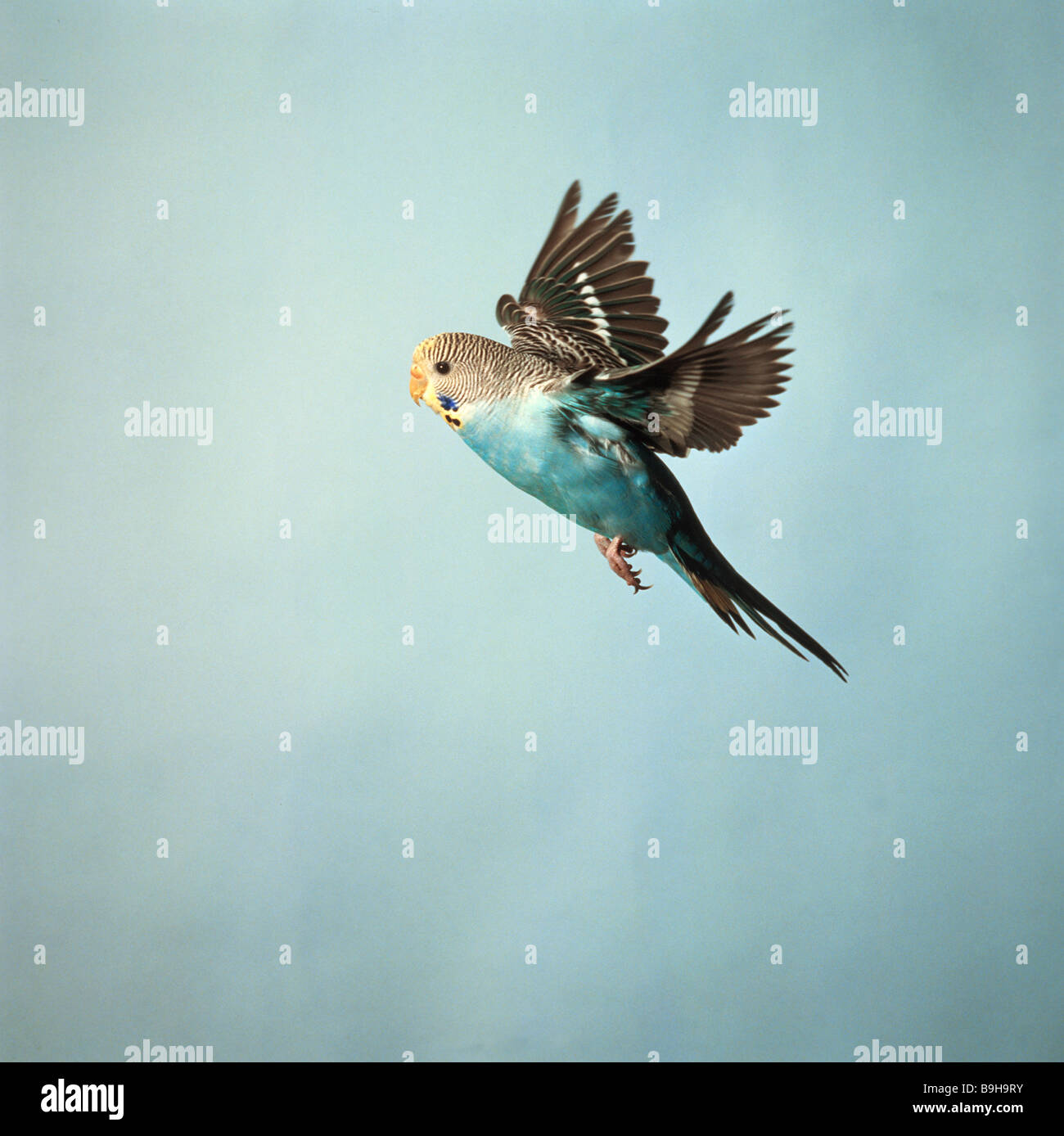 Budgie flying inside hi-res stock photography and images - Alamy