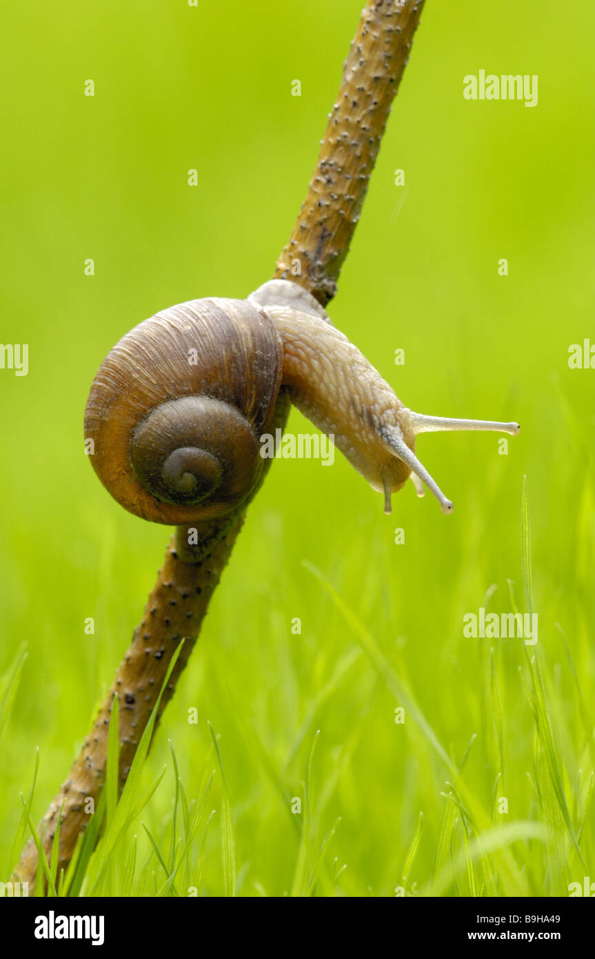 Snail helix pomatia branch Stock Photo - Alamy