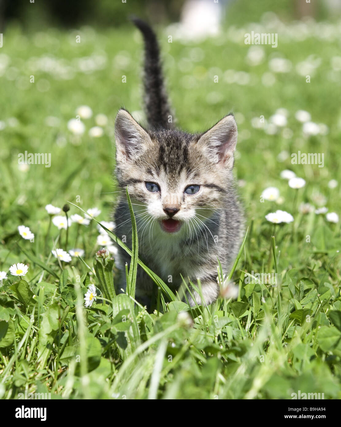 Meadow cat young Stock Photo - Alamy