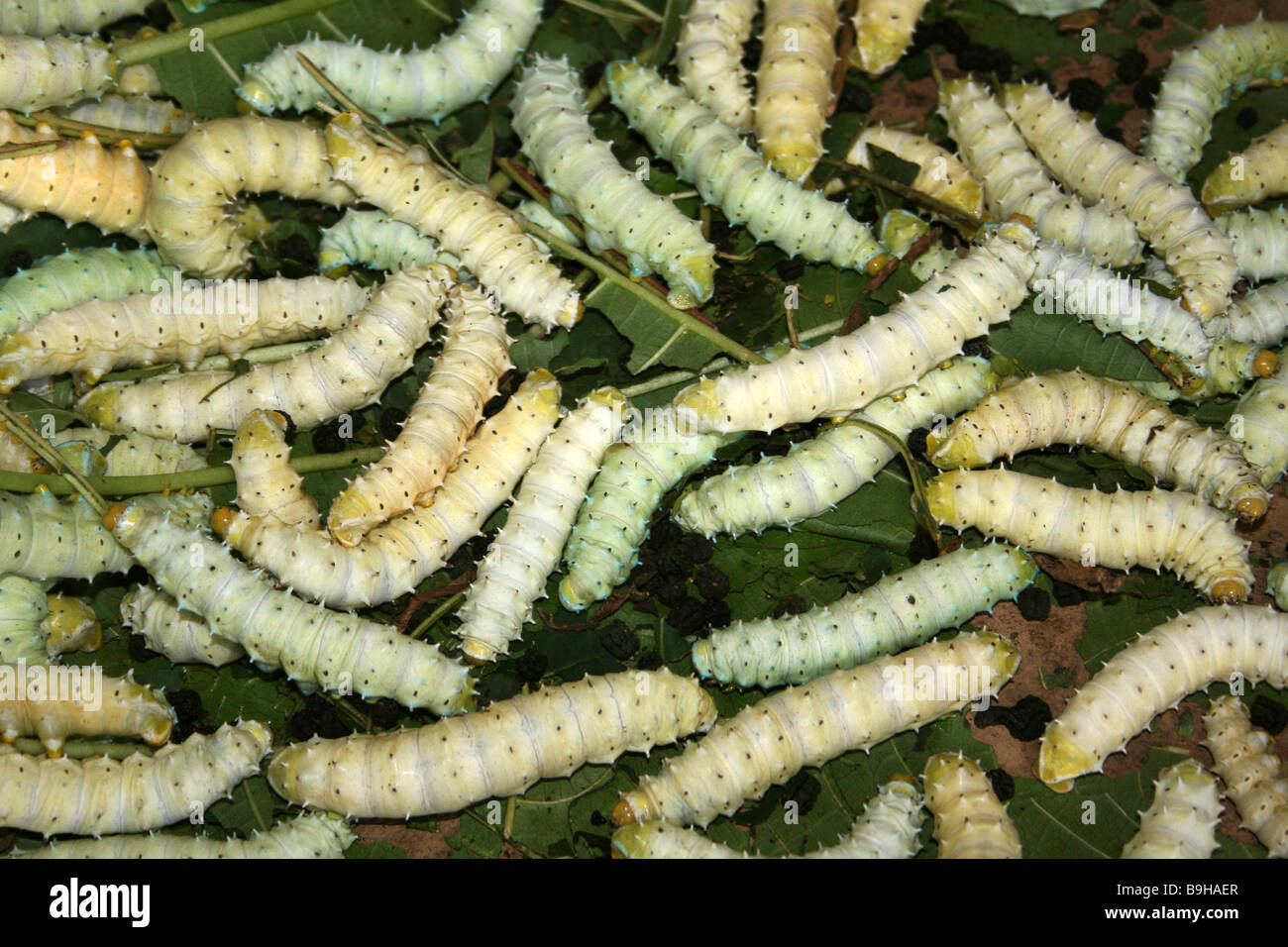 Eri Silkworms Philosamia ricini feeding on Castor Oil Plant Leaves ...