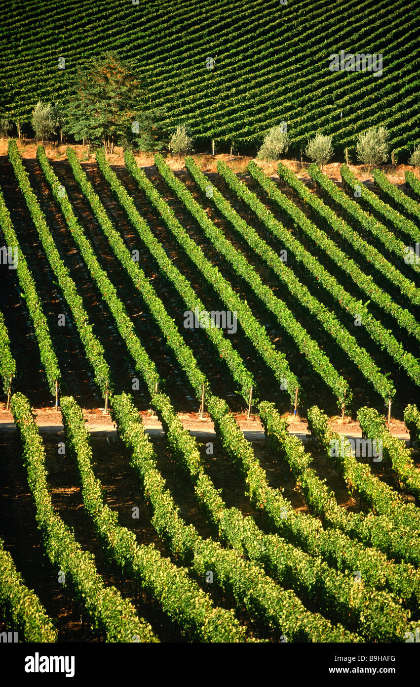 Macul vineyard hi-res stock photography and images - Alamy