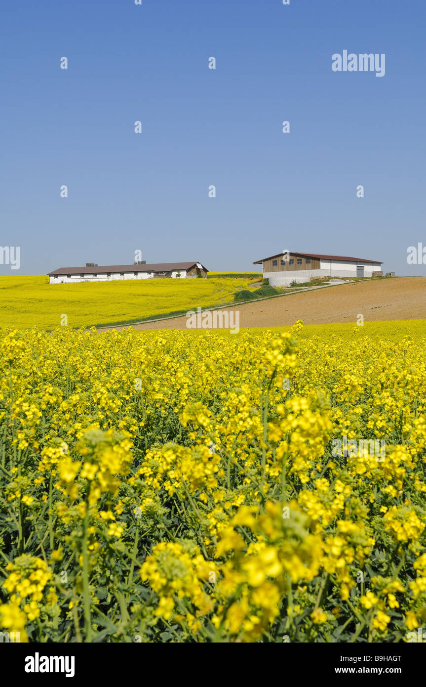 Germany Baden-Württemberg rape fields farm isolated isolation ...