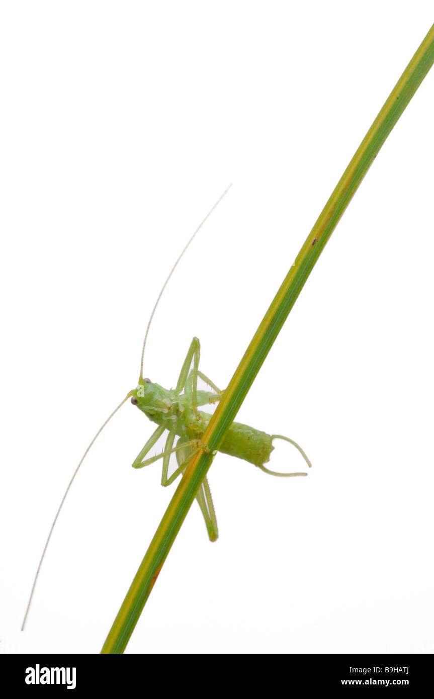 Locust two-winged bush cricket Platycleis spec. Young bush cricketn ...