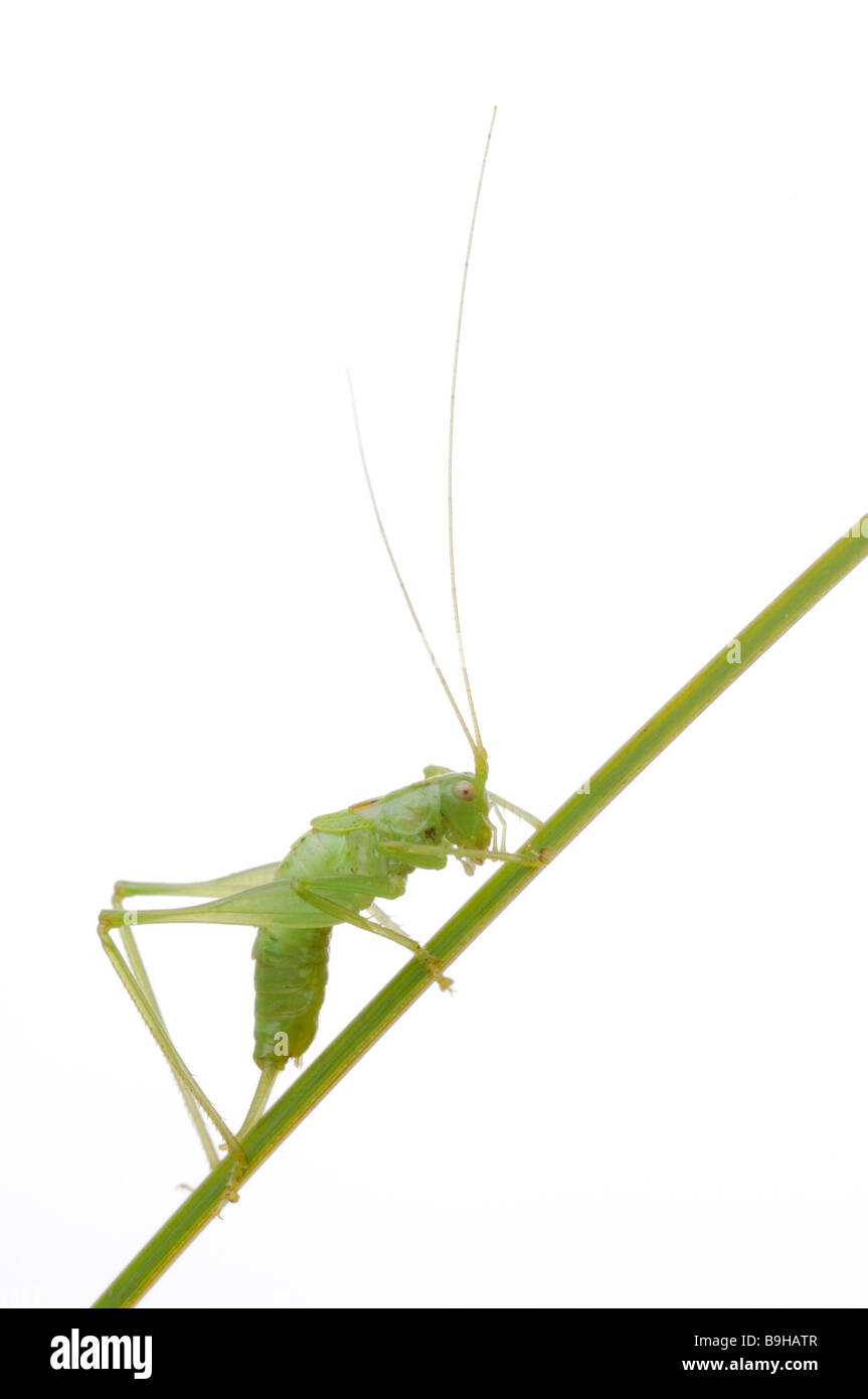 Two winged insects hi-res stock photography and images - Alamy