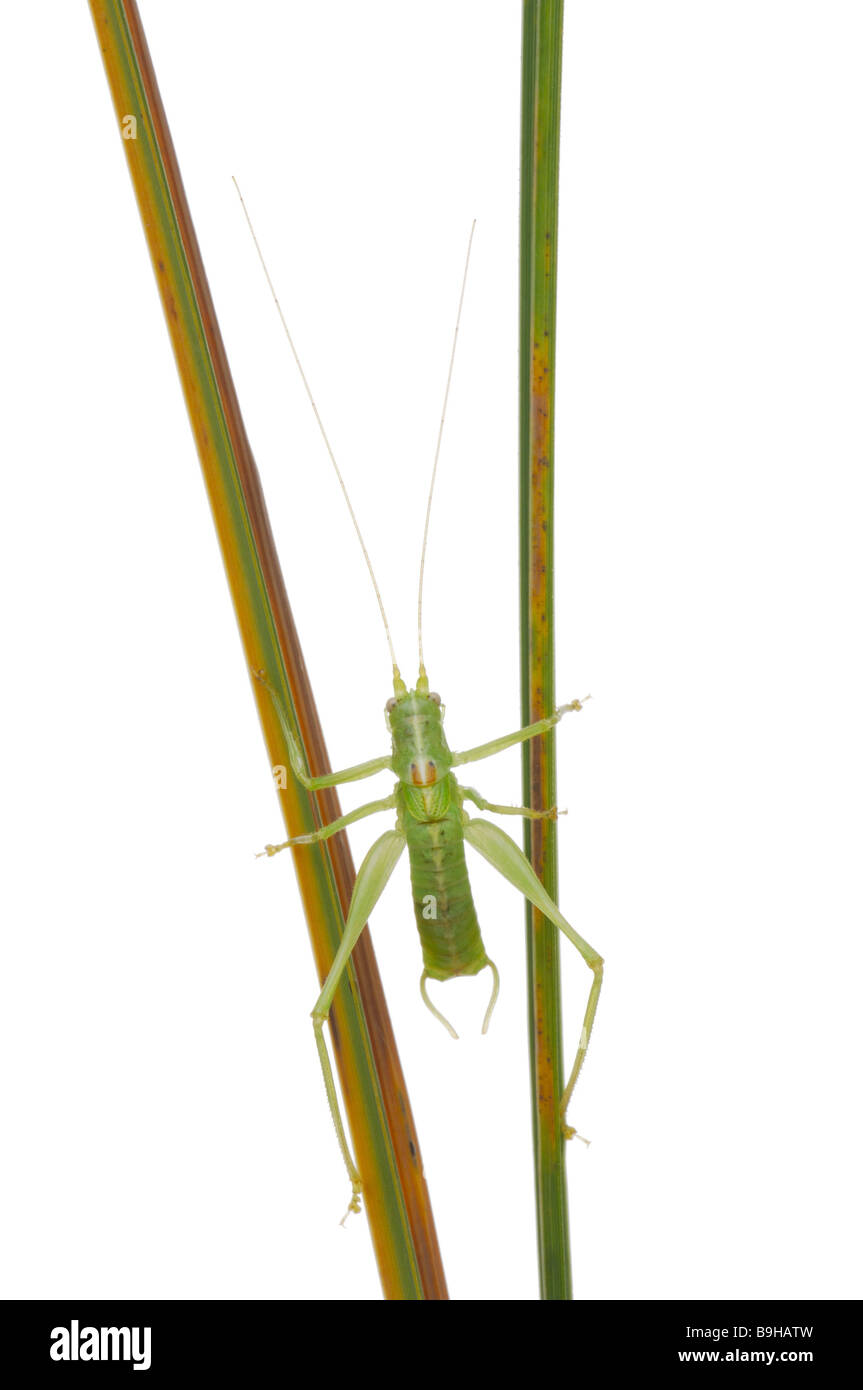 Locust two-winged bush cricket Platycleis spec. Young bush cricketn ...