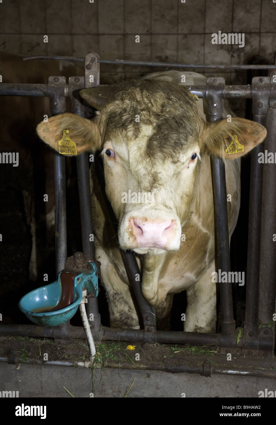Cow troughs hi-res stock photography and images - Alamy