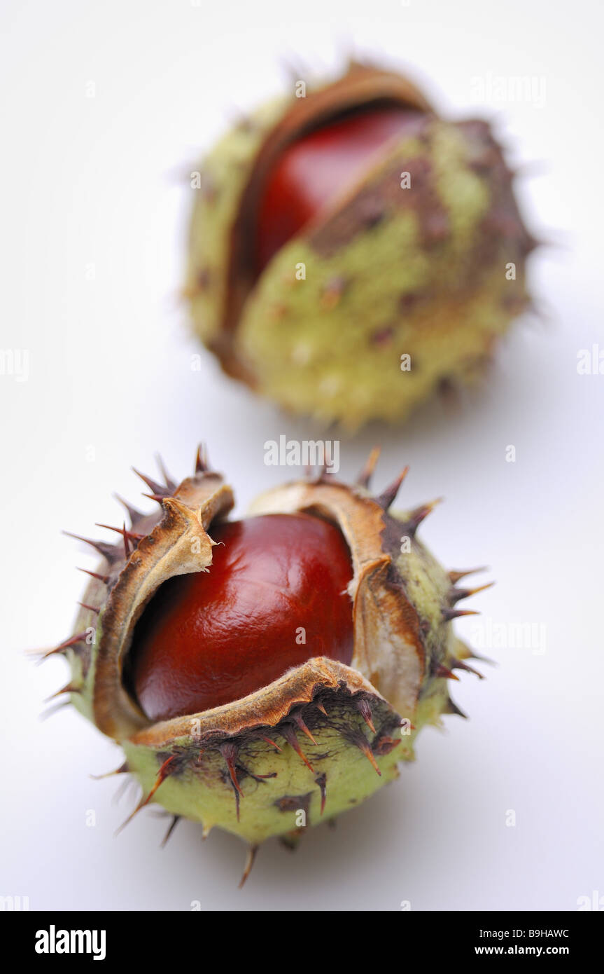 Conkers hi-res stock photography and images - Alamy