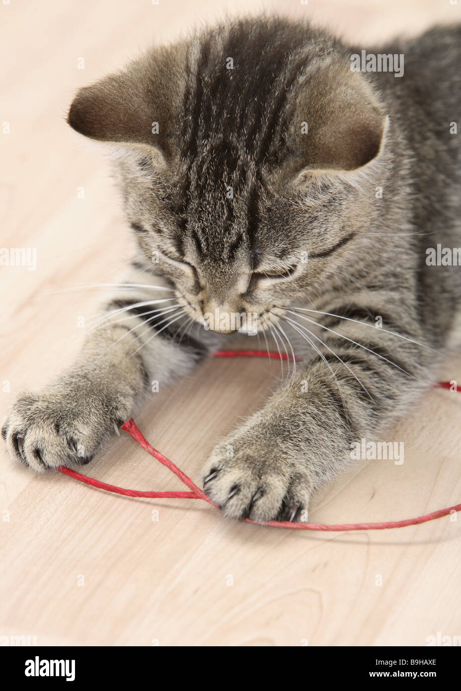 Lies cat young striped plays string portrait laminate animals mammals ...