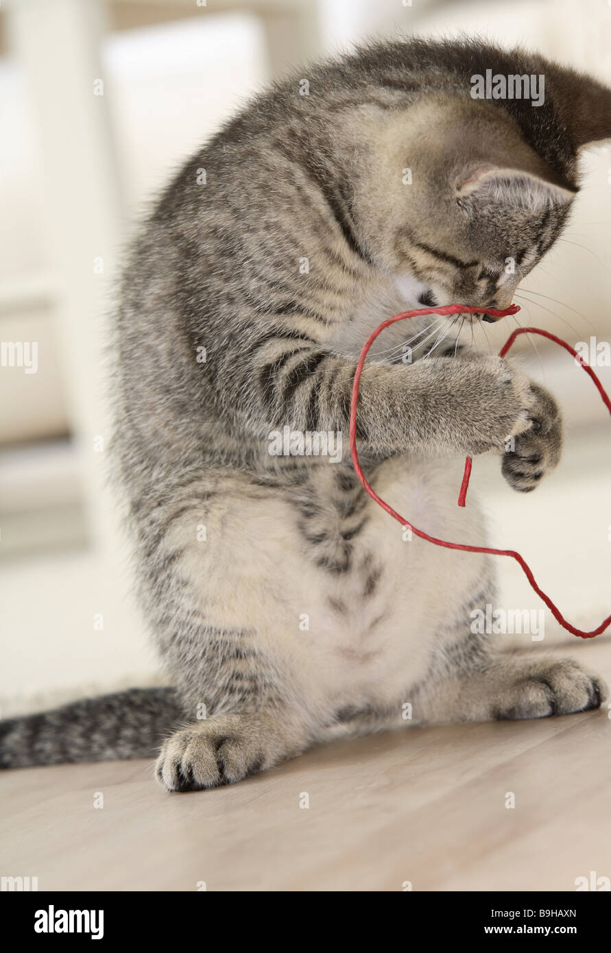 living room cat young striped sitting plays string animals mammals pets ...