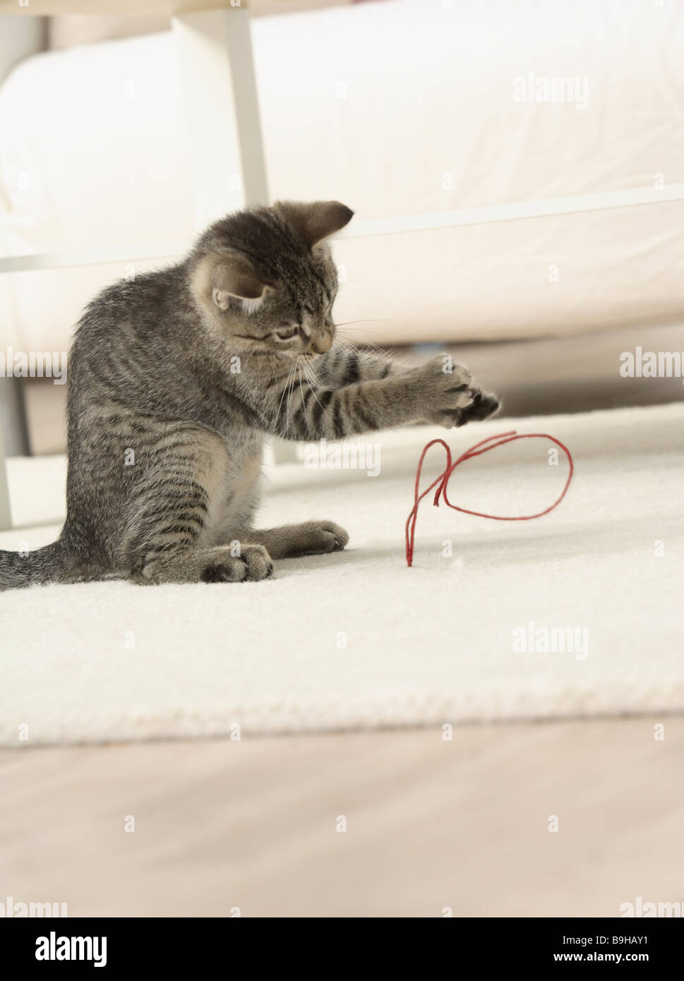 living room cat young striped sitting plays string catches animals ...