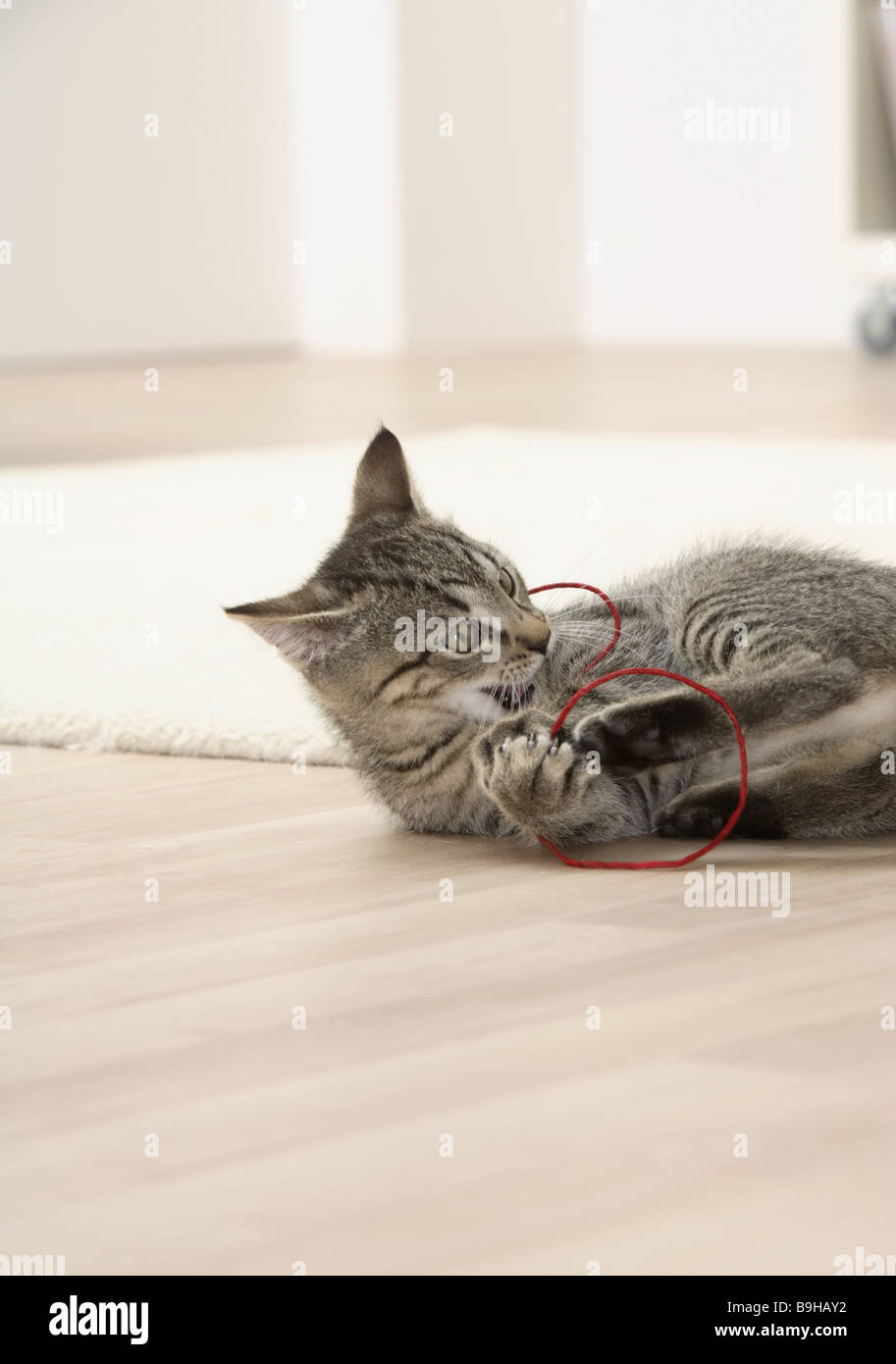 living room cat young striped lying plays string animals mammals pets ...