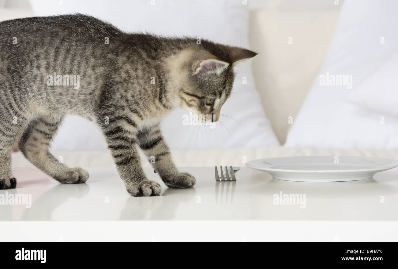 Dining table cat young striped explores silverware plates empty views ...