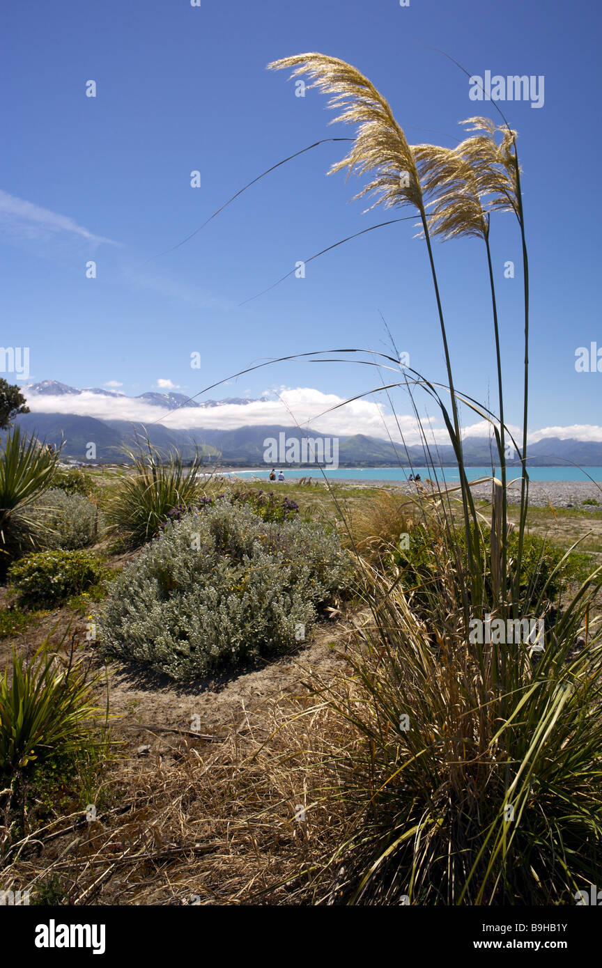 Toi toi plants hi-res stock photography and images - Alamy