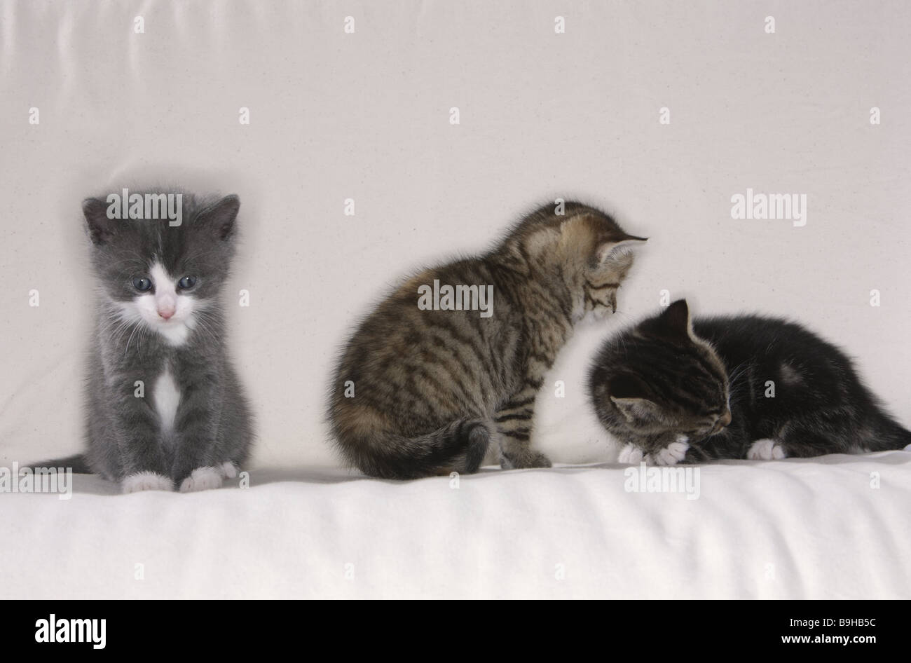 Couch cats young sitting lies animals mammals pets house-cat cat-boy ...