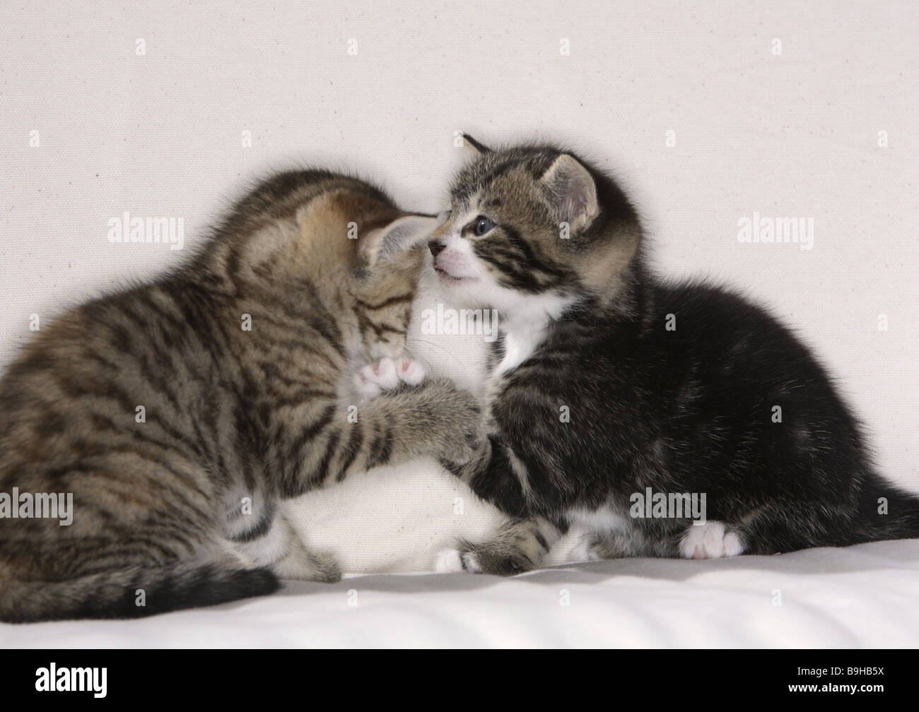 Couch cats young sitting across the way plays wrangling paws claws side ...