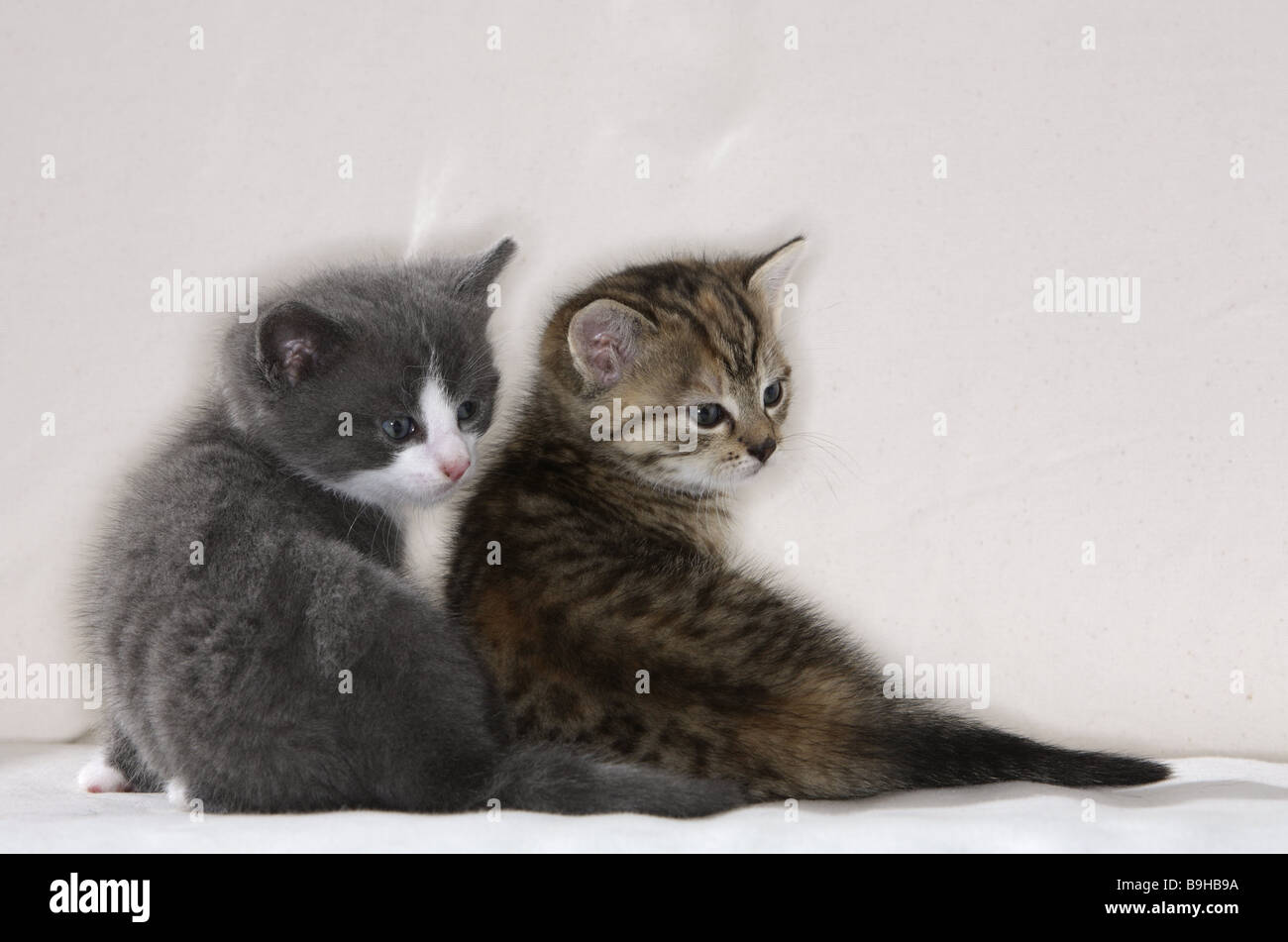 Couch cats young side by side sitting back view looks around together ...