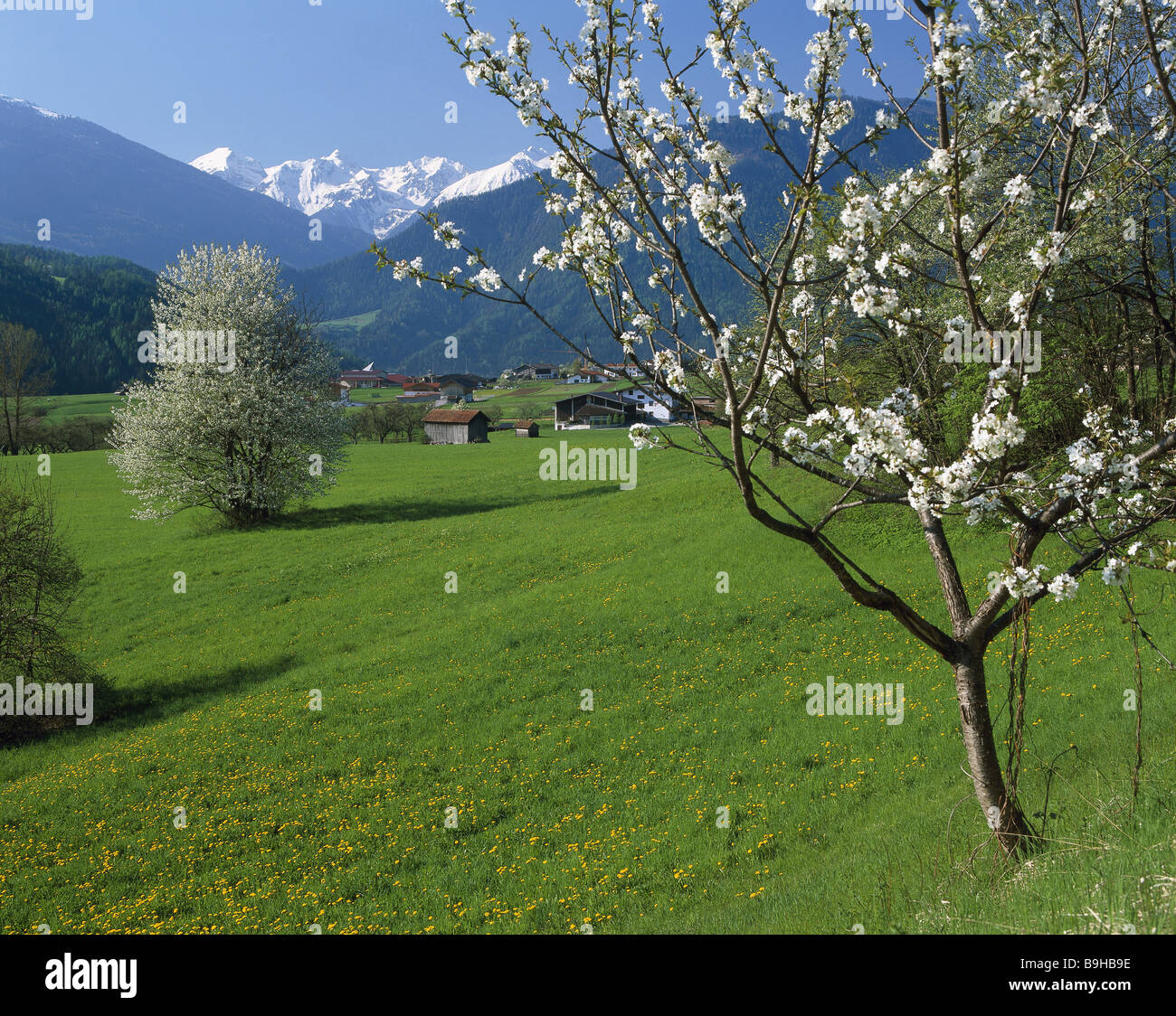 Austria Tyrol Imst spring-meadow fruit tree gaze Oetz Valleyer Alpen ...