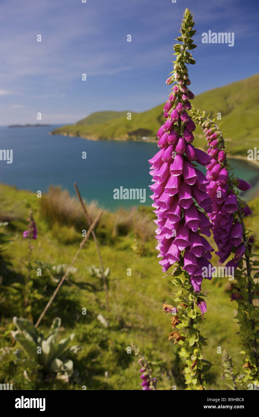 New Zealand South-island Marlborough Titirangi Bay red thimble ...