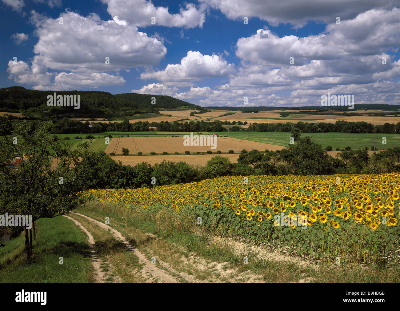 Sunflowers track the sun hi-res stock photography and images - Alamy
