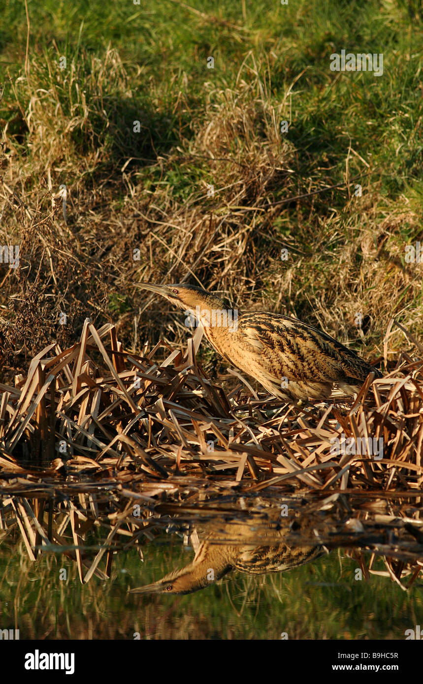 Bittern hunting in the reeds Stock Photo - Alamy