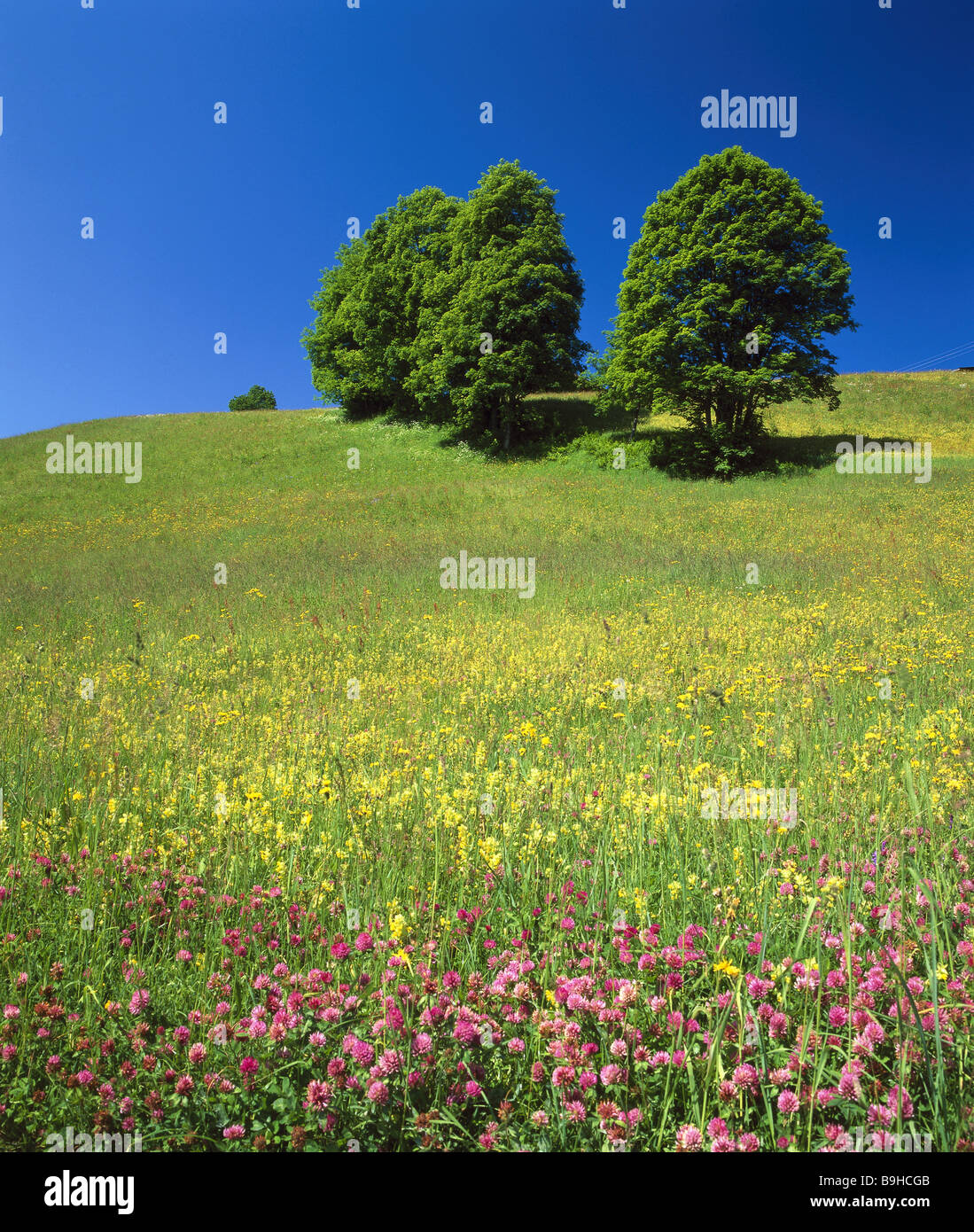 flower meadow rise tree-group summer summer-flower meadows meadow ...