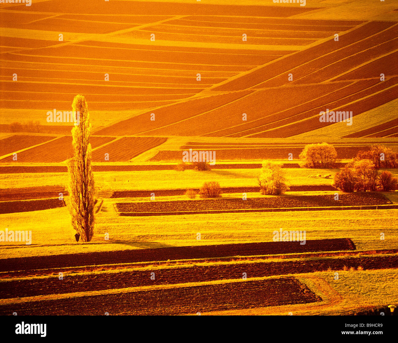 Field-landscape poplar dusk landscape fields field field-surface bushes ...
