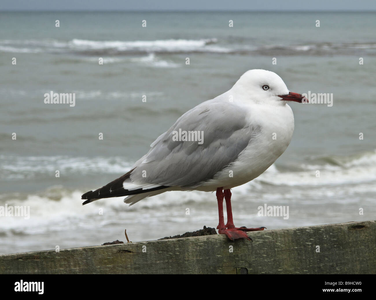 Red billed gull South Island New Zealand Stock Photo - Alamy