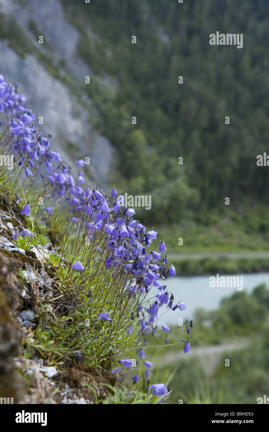 Switzerland Graubünden mountainside flowers little one bluebell alpine ...