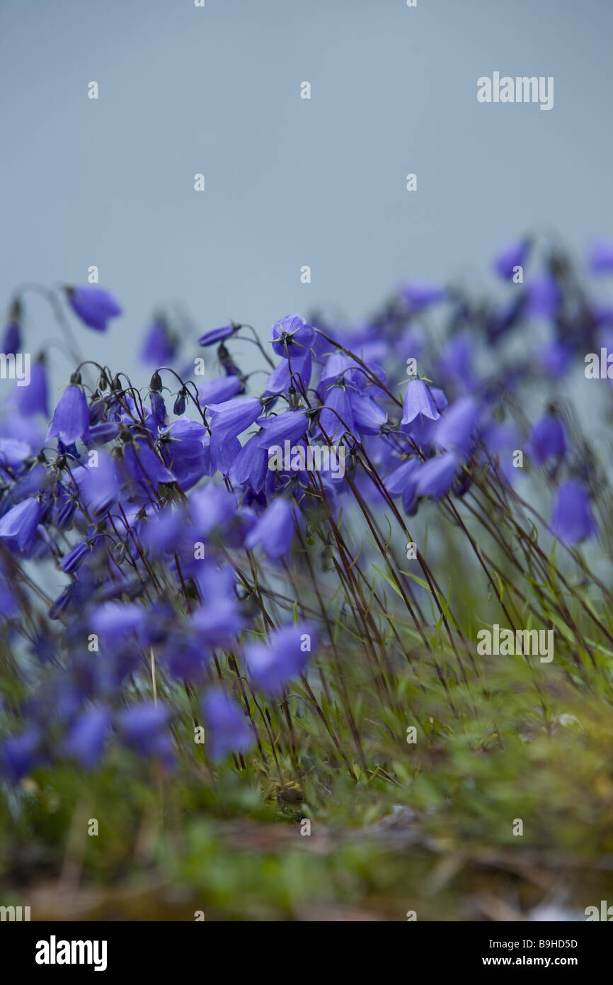 Switzerland Graubünden mountain-meadow flowers little one bluebell ...