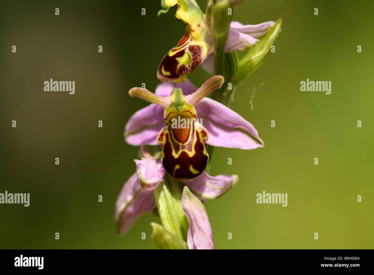 Bee Orchid Ophrys Apifera of the Orcidaceaea family flowers June to ...