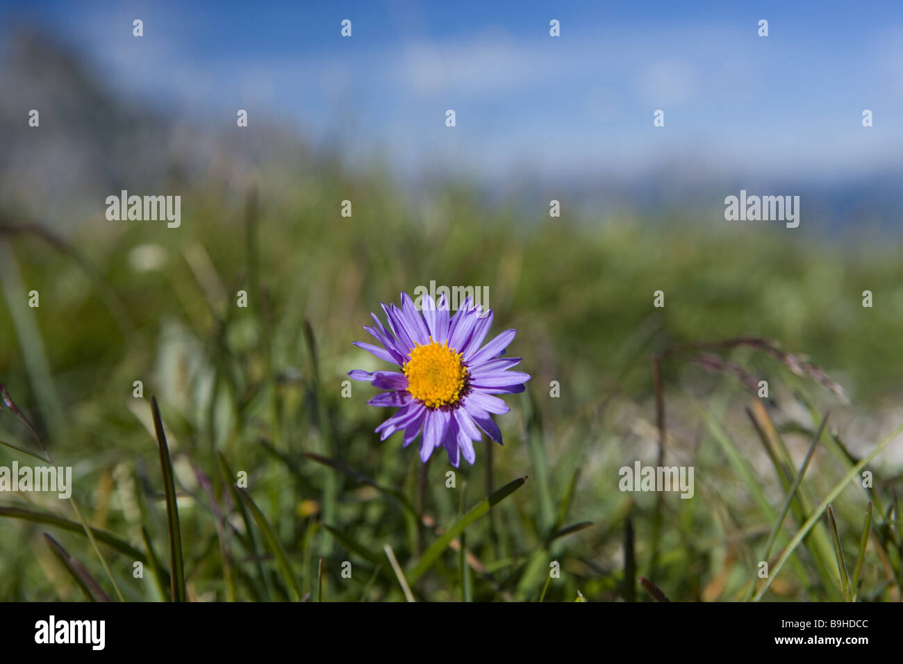 mountain-meadow flower alps-aster aster alpinus Stock Photo - Alamy
