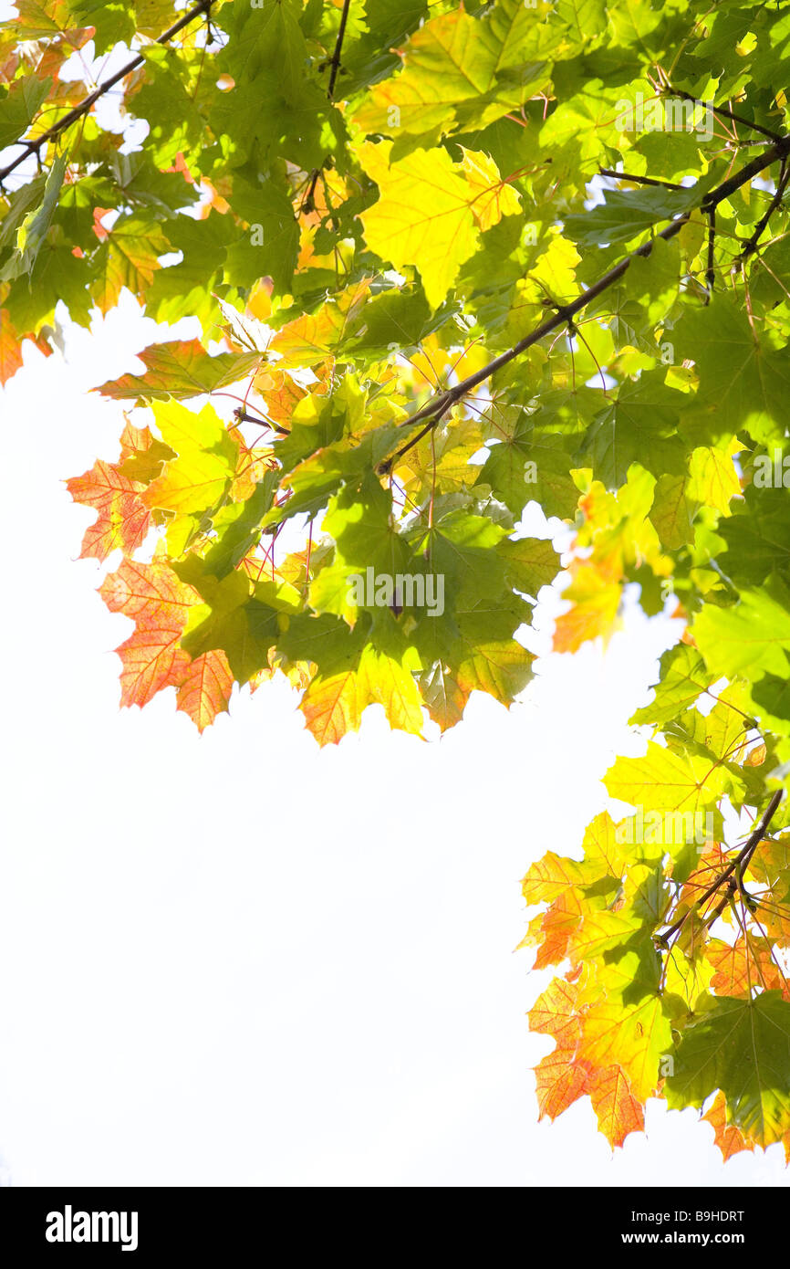 Maple-tree late summer Stock Photo - Alamy