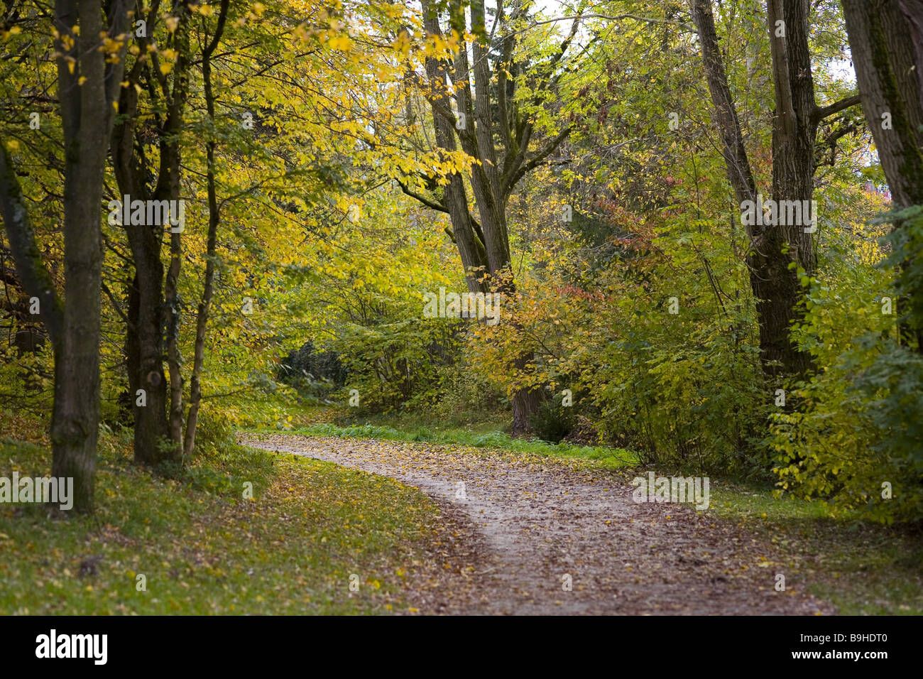 Park way trees autumn Stock Photo - Alamy