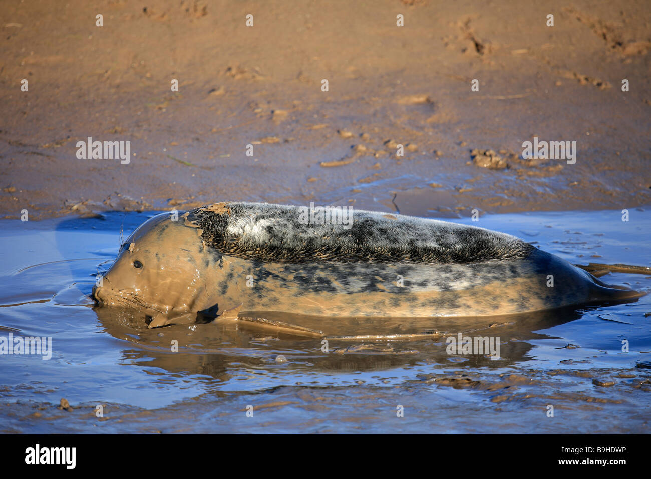 North Atlantic Female Grey Seal Cow Halichoerus grypus Donna Nook RAF ...