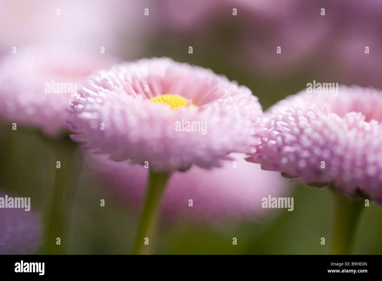 Flowers Bellis pink Stock Photo - Alamy