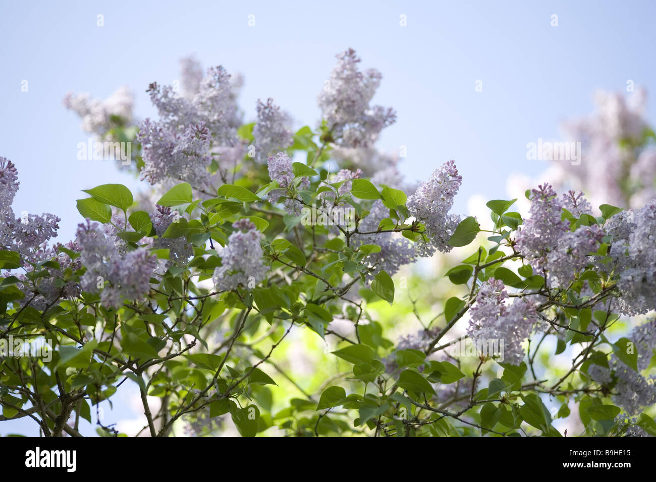 Usual lilac hi-res stock photography and images - Alamy