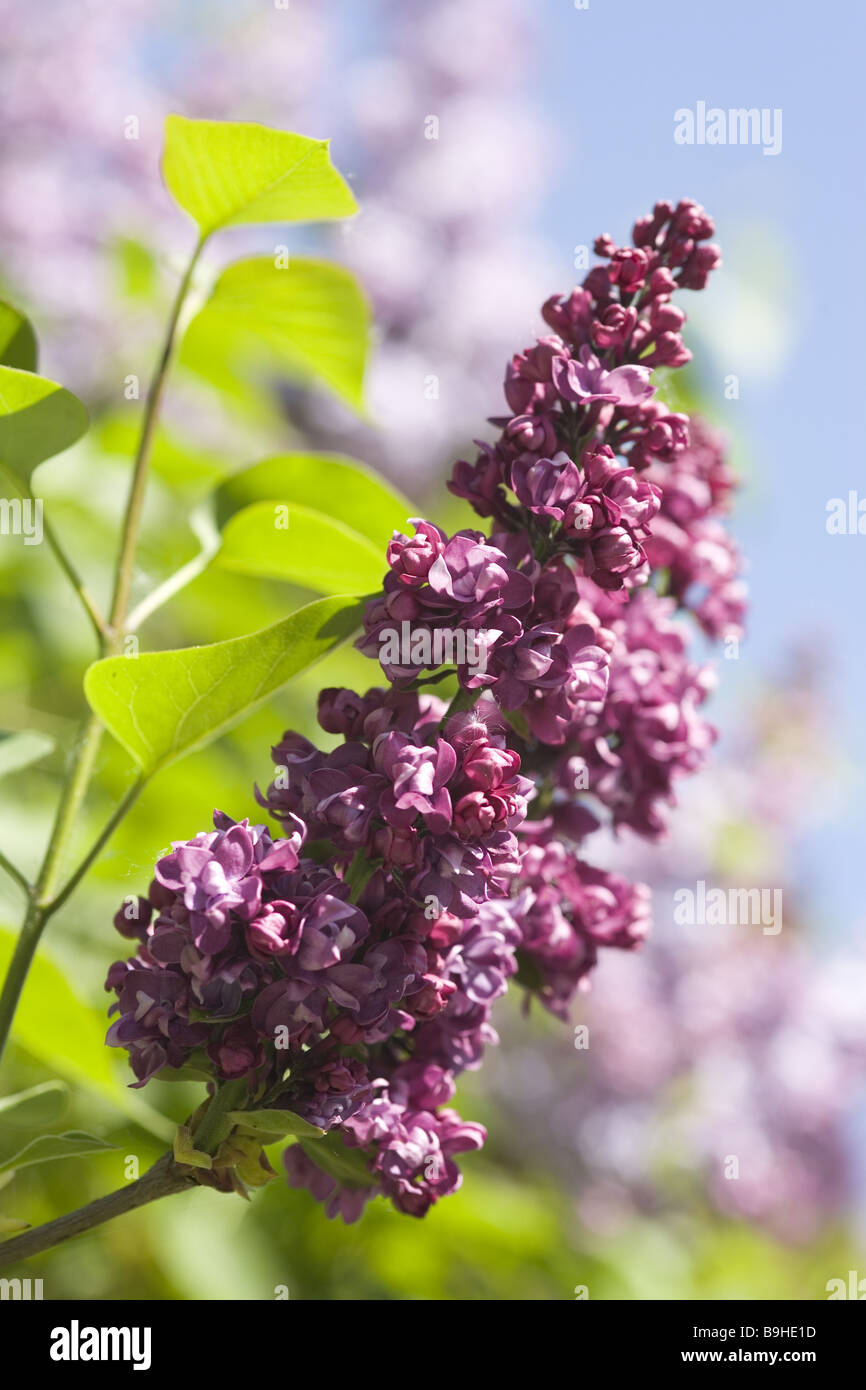 Usual lilac hi-res stock photography and images - Alamy
