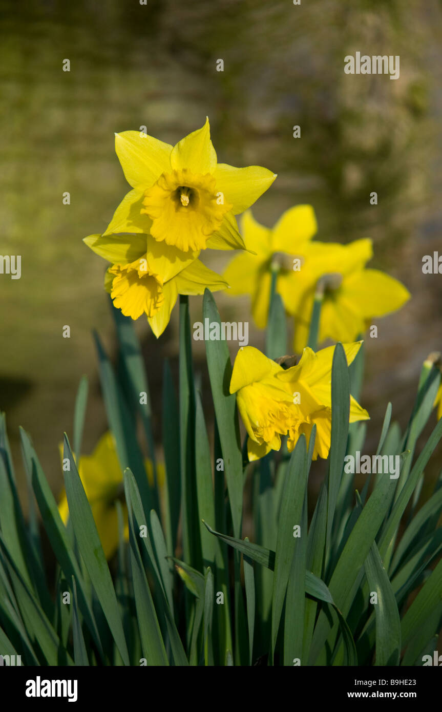Daffodils in the spring sunshine Derbyshire England Stock Photo - Alamy