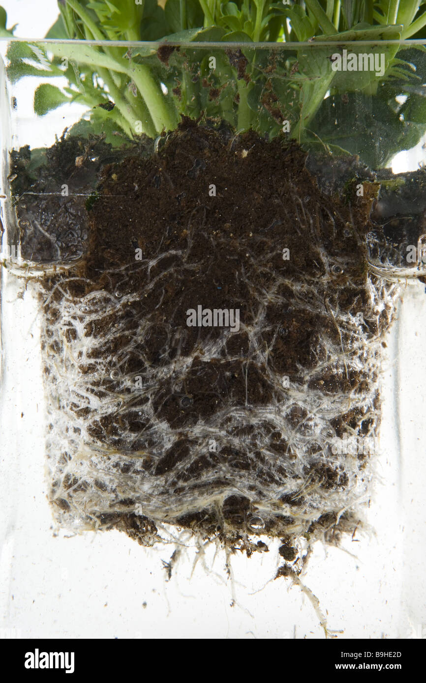 Rooting jar hi-res stock photography and images - Alamy