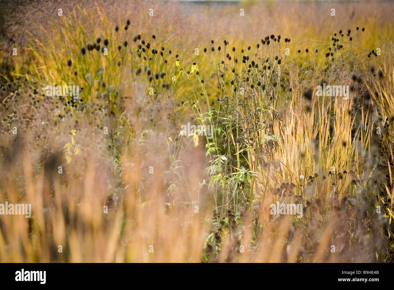 Withered autumnal coloring hi-res stock photography and images - Alamy