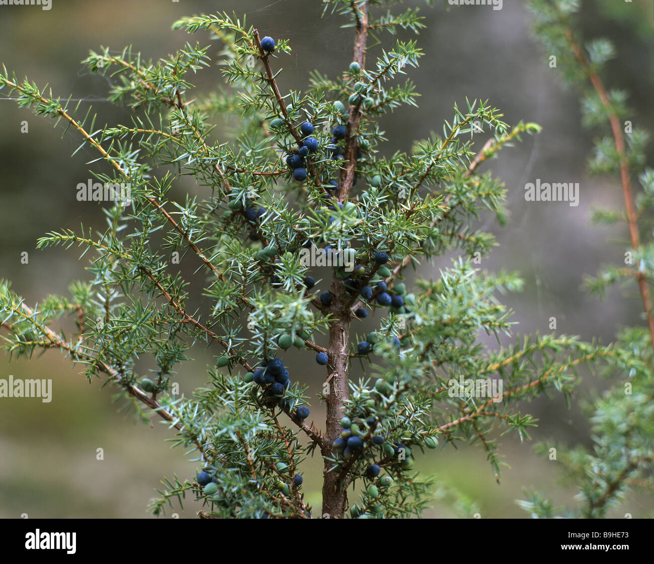 Juniper-tree June-Peru's communis detail branch berries plant shrub ...
