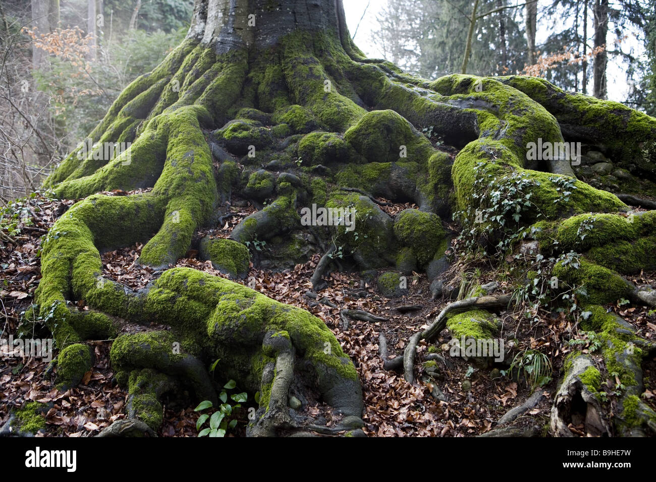 Tree-roots moss Stock Photo - Alamy