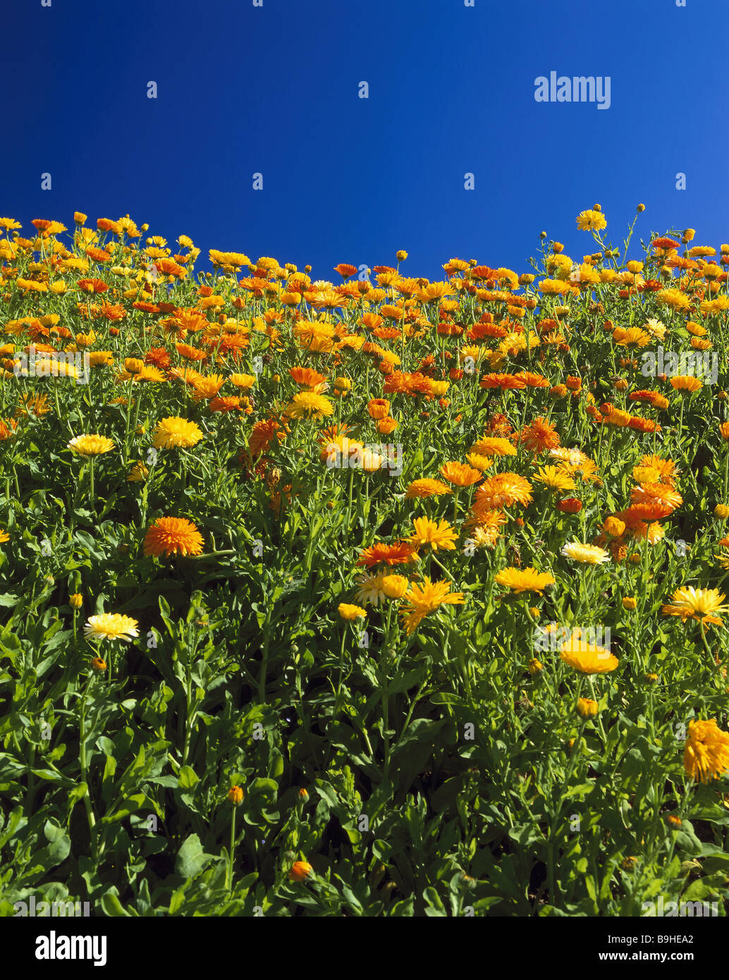Ringlet-flowers Calendula spec. blooming garden plants ornamental ...