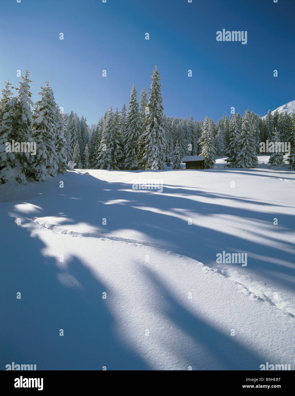 winter forest snow-surface barns landscape forest needle-forest ...