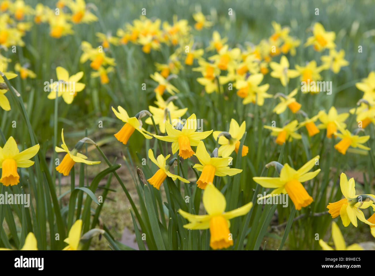 Jonquils hi-res stock photography and images - Alamy