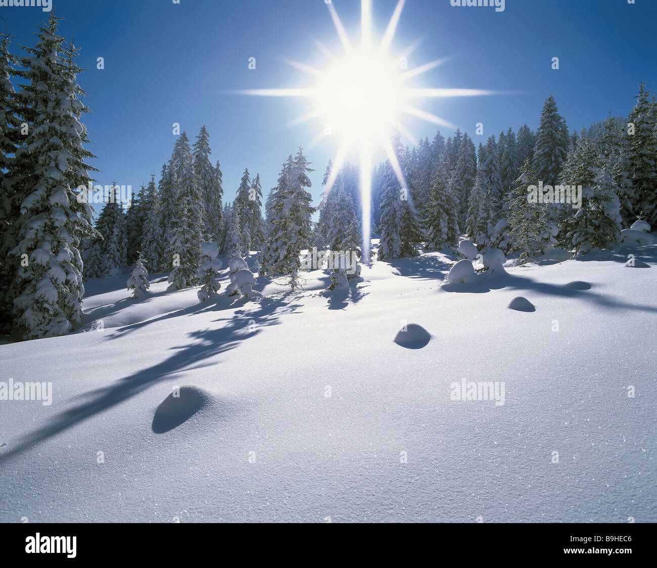 winter forest snow-surface back light landscape mountain-forest forest ...
