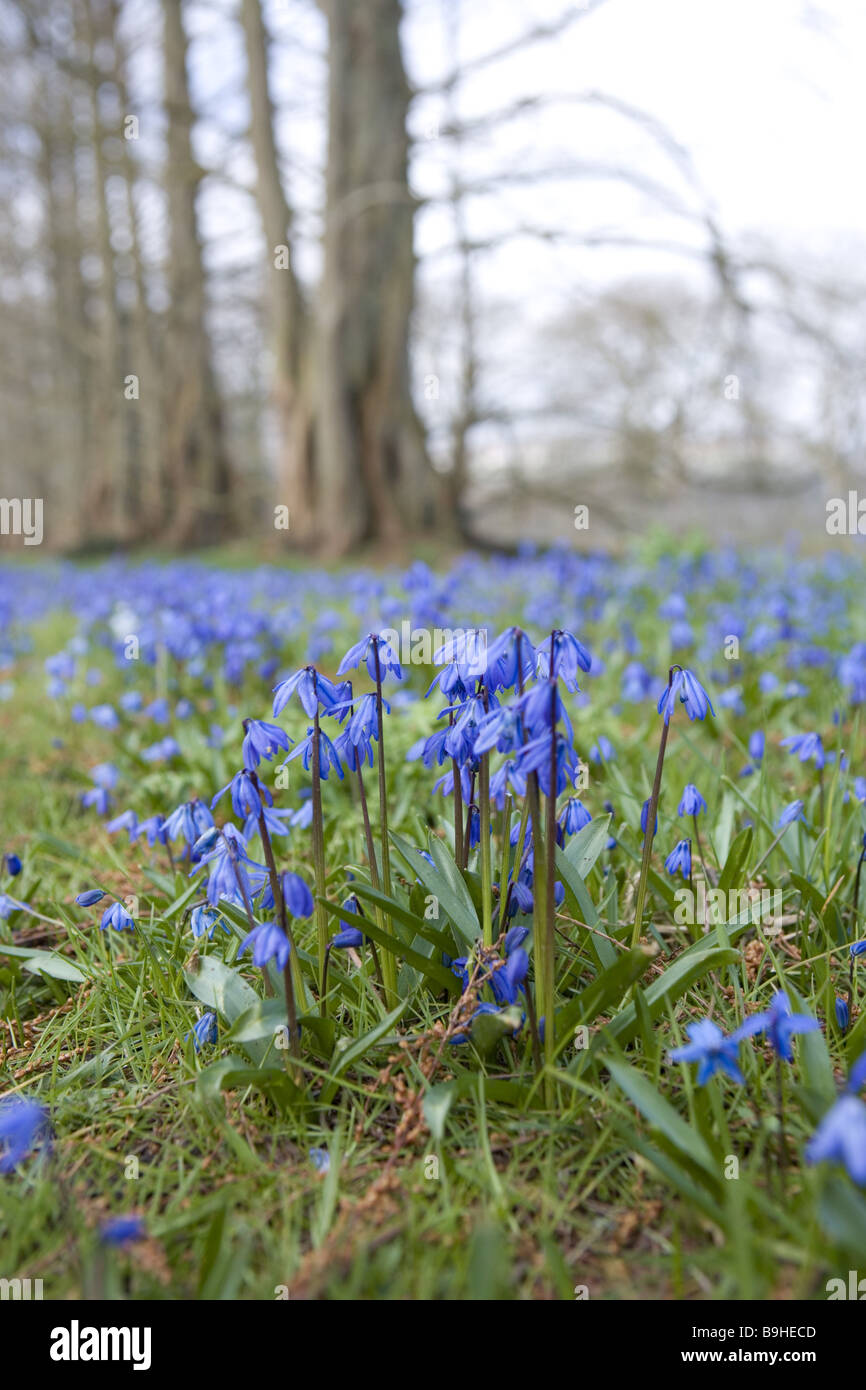 Forest flowers Siberian blue-star Stock Photo - Alamy
