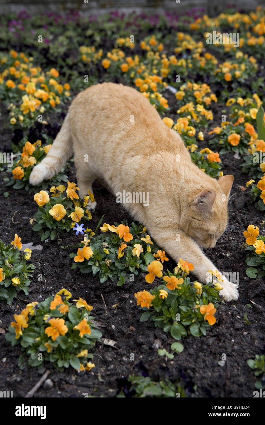 cat flower bed Stock Photo - Alamy