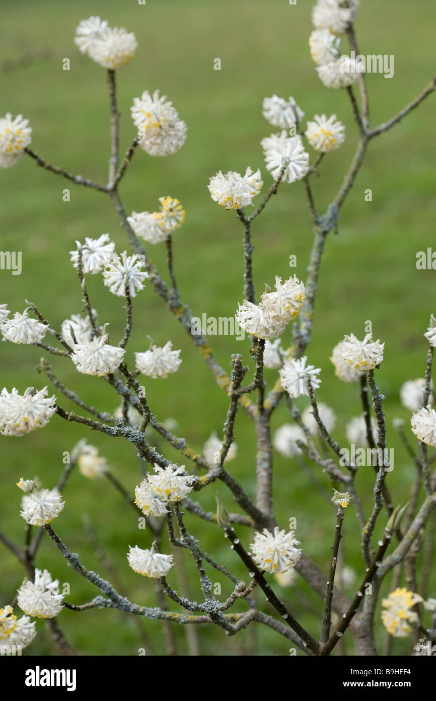 Paper bush (edgeworthia papyrifera) hi-res stock photography and images ...