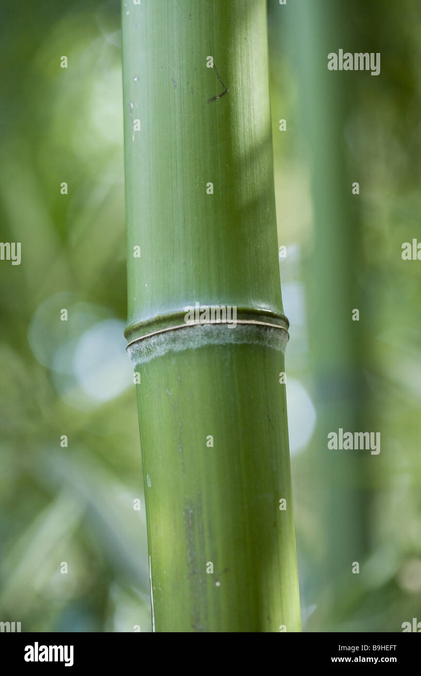 Bamboo close-up detail Stock Photo - Alamy